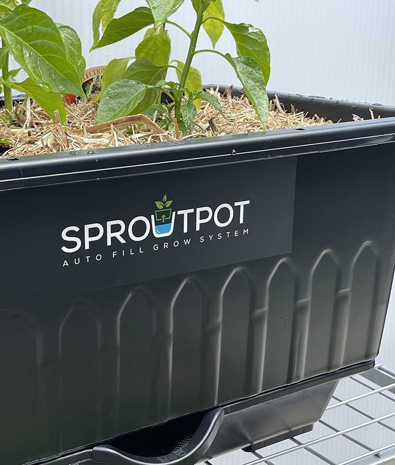 Sprout Pot - NEW Slim Design – Sproutwell Greenhouses