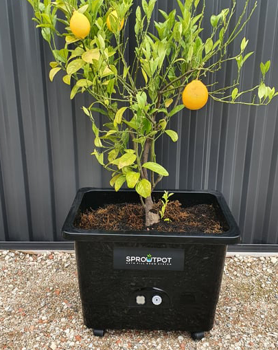 SproutPot- Single (X-Large) – Sproutwell Greenhouses