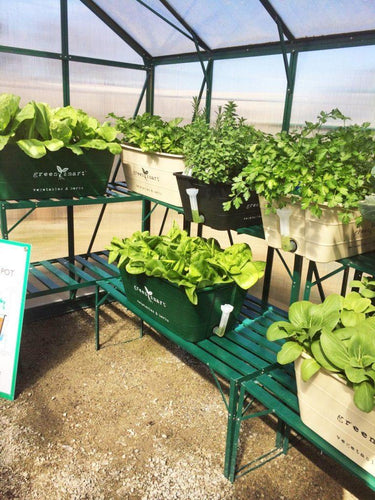 Greenhouse Staging Kits and Stands Australia – Sproutwell Greenhouses